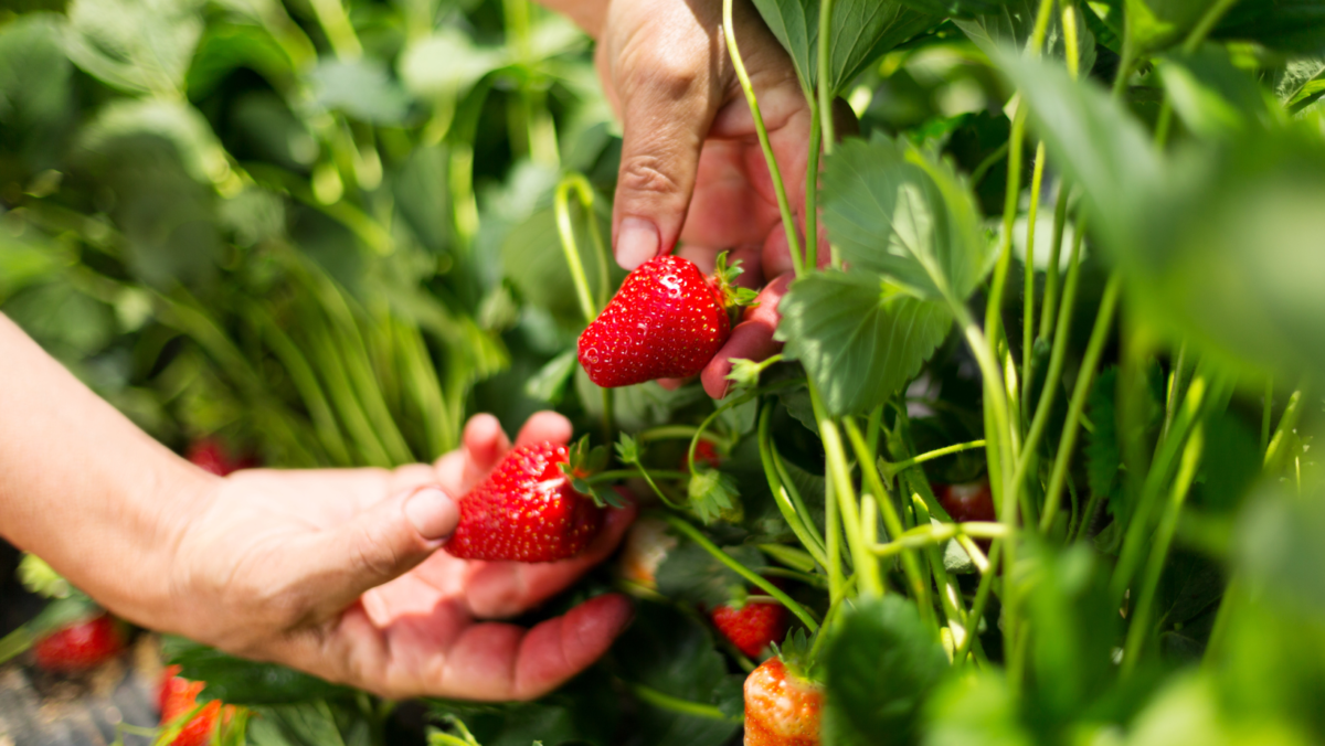 O firmie – bioberry.com.pl