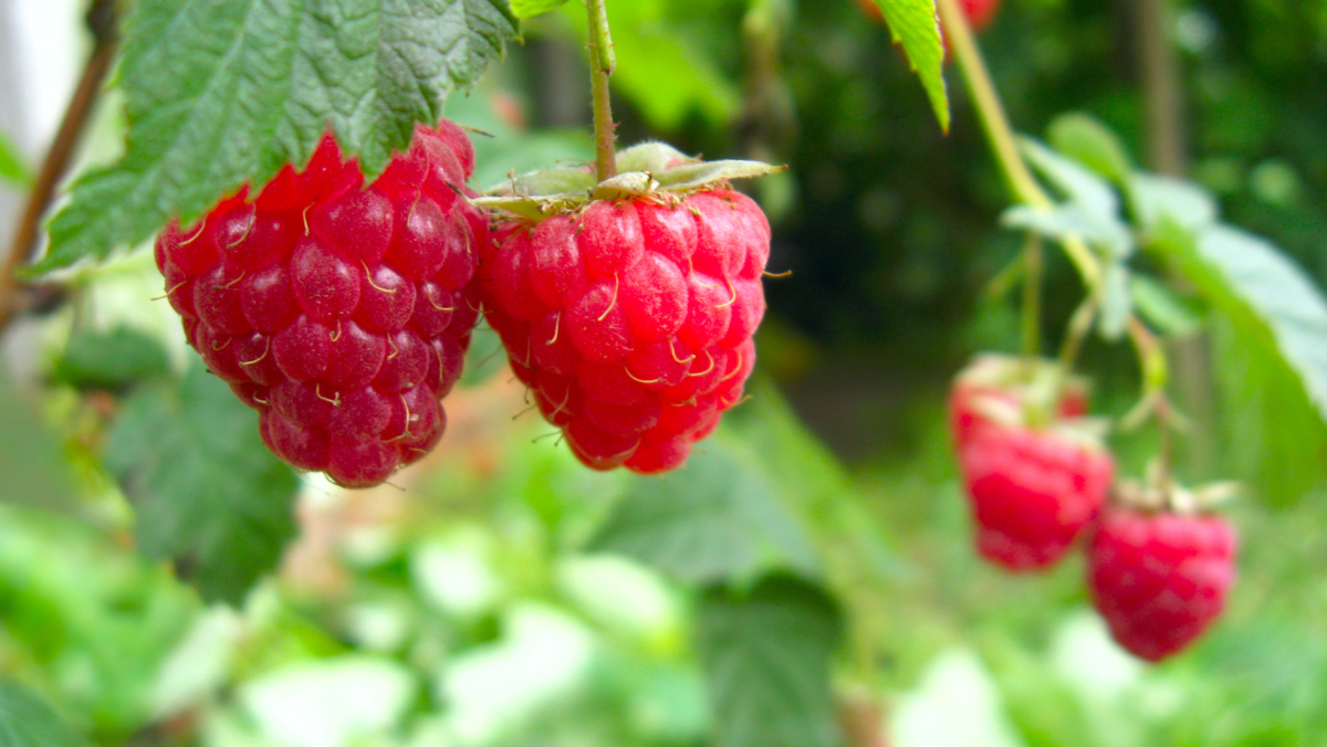 O firmie – bioberry.com.pl