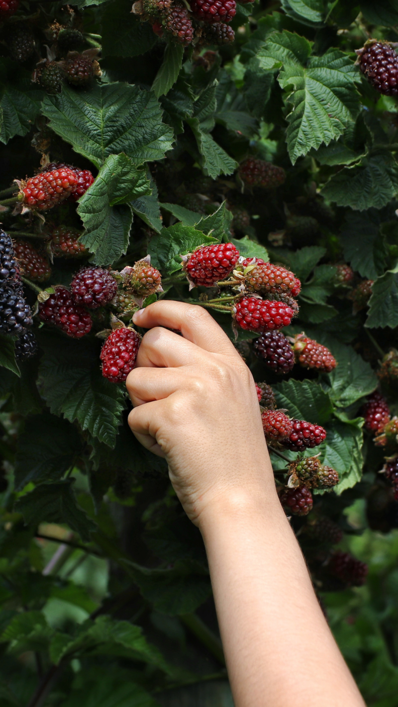 O firmie – bioberry.com.pl